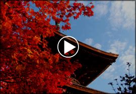 塀のない寺 THE TEMPLE WITH NO WALLS 常寂光寺 JOJAKKO JI