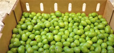 Can You Vacuum Seal Olives Explained Vacuumsealer Zone