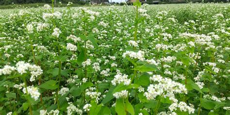 常陸秋そばの真っ白で可憐な満開の花 海野隆ーひと・まち・くらし・しぜん通信