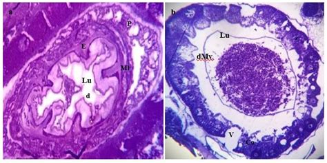 Transverse Section Part Of Control Larva Of Culex Pipiens Treated With