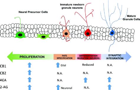 3 Complex Modulation Of The Endocannabinoid System During The Process Download Scientific