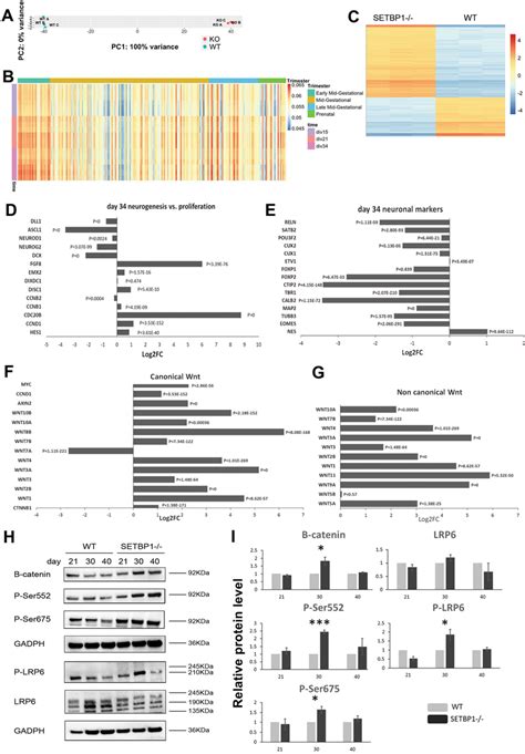 Genome Wide Transcriptome Profiling Revealed Setbp1 Regulation Of Wnt Download Scientific