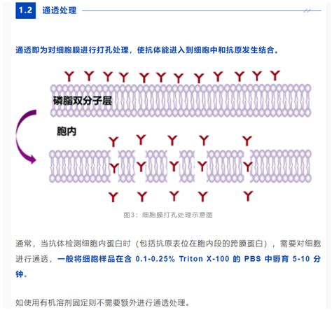 一文理清免疫细胞化学（icc）实验步骤及疑难问题 企业动态 丁香通
