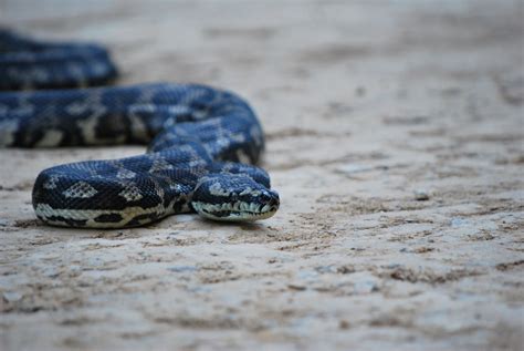 Carpet Python Australia