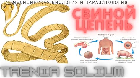 Свиной Цепень Taenia Solium Морфология Жизненный Цикл Симптомы