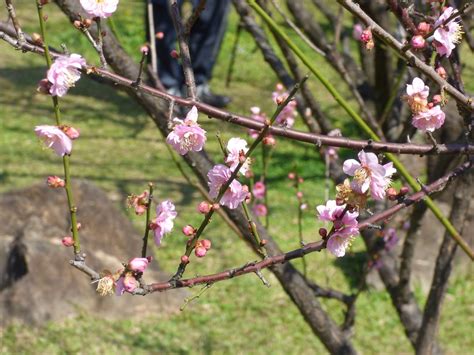 P Gong Fen Mume Gong Fe Flickr