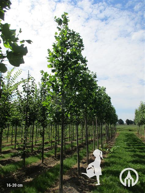 Liriodendron Tulipifera American Tulip Tree Boomkwekerijen M Van