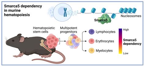 Hematopoietic Stem Cells Use Chromatin Remodeling Factors For Specific Processes The Story Of