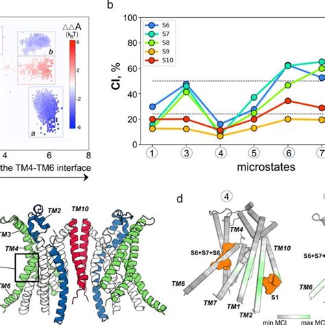 Allosteric coupling between the distal Ca² binding site and the groove