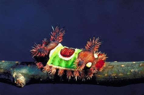 9 Incredibly Cute Arthropods
