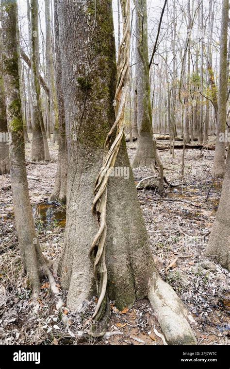 An Old Vine Twisting Up A Large Tree Trunk Along The Boardwalk Trail