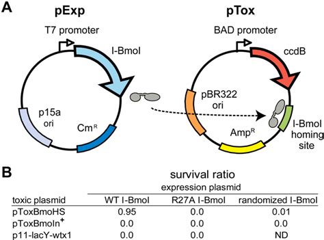 The Two Plasmid Genetic Selection A Schematic Of The Expression Download Scientific Diagram