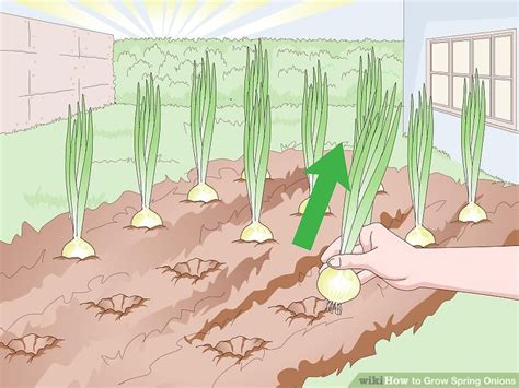 How To Grow Spring Onions Planting Seeds Regrowing Roots