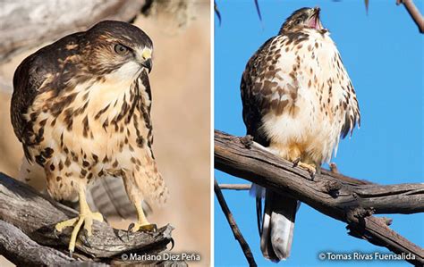 White Throated Hawk