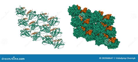 Induced Myeloid Leukemia Cell Differentiation Protein Mcl 1 Green