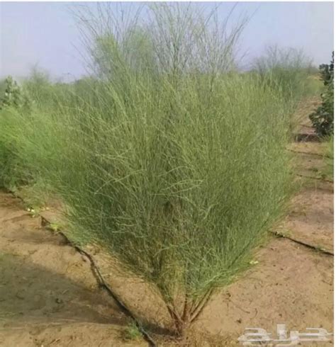 بذور شجرة المورينجا البان العربي صالحه للعصر موقع حراج