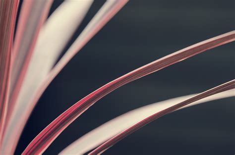 무료 이미지 열다 빛 사진술 꽃잎 독서 선 빨간 색깔 닫다 종이 원 교육 책 공개 시험 페이지들 문학 연구 도서관 본문 학교 문서