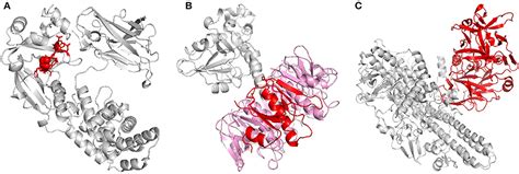 Frontiers Designs Of Antigen Structure And Composition For Improved Protein Based Vaccine Efficacy