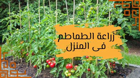زراعة الطماطم فى المنزل من البذرة Youtube