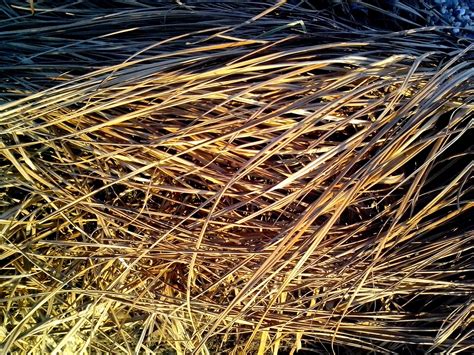 Free Picture Dried Grass Pattern Details