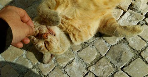 Good News Catnip Is Good For Cats Health Scientists Say