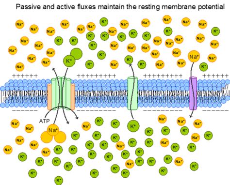 Ion Channels Lecture Flashcards Quizlet