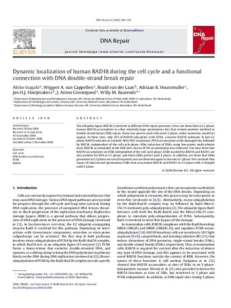 pdf dynamic localization of human rad18 during the cell cycle and a