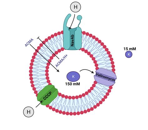 Cleans And Normalizes Fluostar Dbf And Dat Files • Normfluodbf