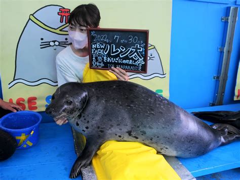 伊勢シーパラダイスで「ゴマちゃんに膝枕してあげる」イベント 伊勢志摩経済新聞