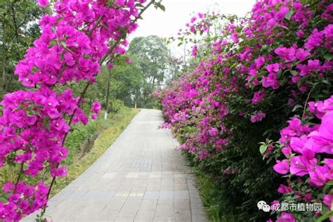綠道科普以葉為花艷盛夏三角梅觀花指南 每日頭條