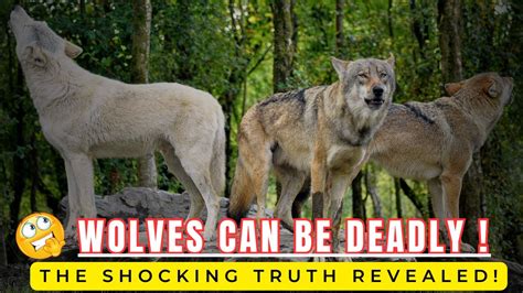 Why Wolves Are So Dangerous 🐺 The Shocking Truth Revealed 😱 The