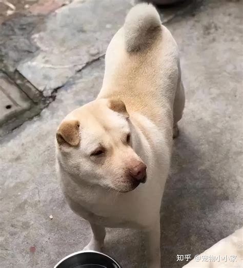 潮汕大头狗为什么逐渐受欢迎？主人：养后就看不上其他狗 知乎