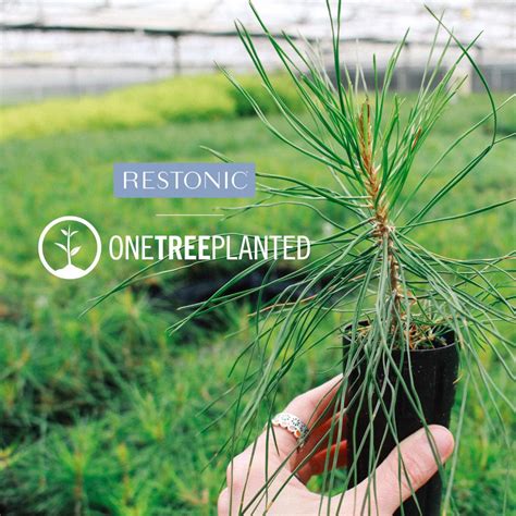 Todd Gerdes On Linkedin Stop By The Restonic Space At The Las Vegas