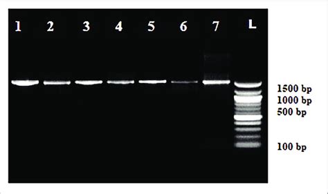 Amplification Of 16s Rrna In Cadmium Tolerant Species Lanes 1