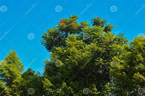 Canopy Of African Tulip Tree With The Freshness Of Its Leaves And Red