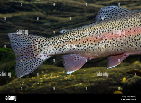 Rainbow Trout Oncorhynchus Mykiss Salmo Gairdneri Male Detail