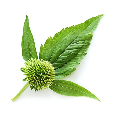 Premium Photo Isolated Desert Echinacea Leaf With Lance Shaped Leaf