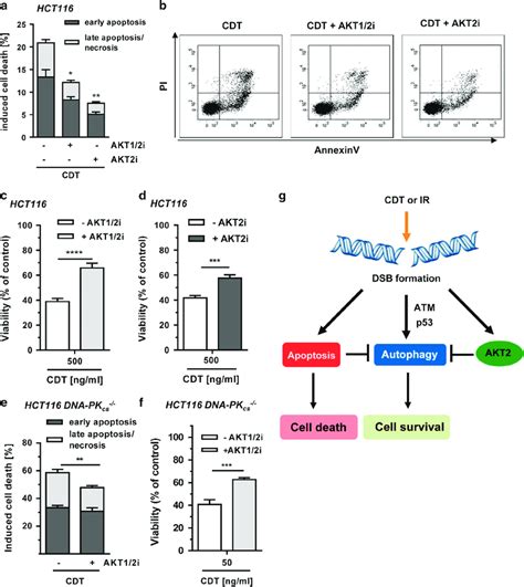 Impact Of Akton Cell Survival Following Dsb Induction A Role Of Download Scientific Diagram