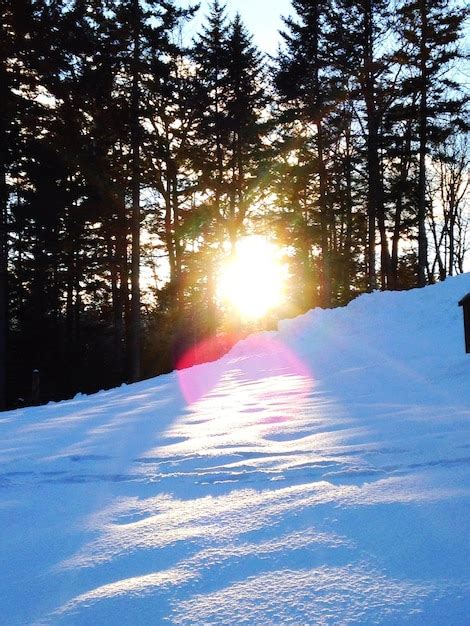 Premium Photo Back Lit Trees On Snow Covered Field