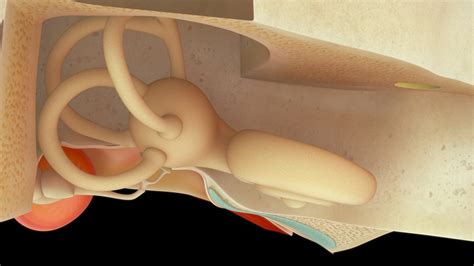 Human Ear 3d Model Turbosquid 2190636