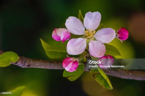 날아다니는 꿀벌 수집 꿀벌 꽃가루 꿀 사과 꽃 수분 분홍색 흰색 꽃 봉오리 자연 신선한 녹색 배경 아름다운 봄 정원 매크로 일몰 복사 공간 화창한 날을 닫습니다 0명에 대한