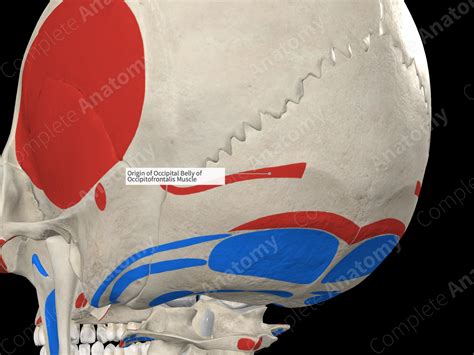 Origin Of Occipital Belly Of Occipitofrontalis Muscle Complete Anatomy