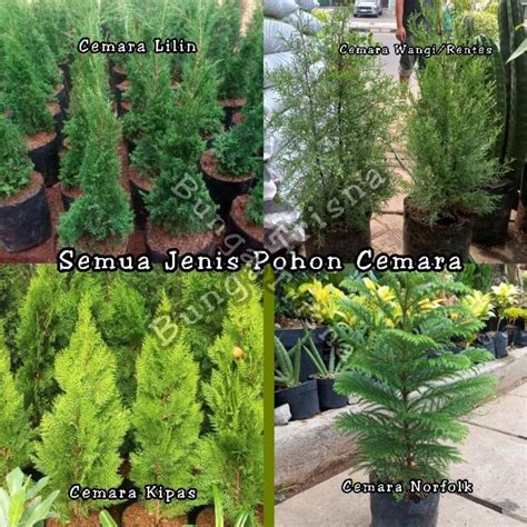 Jual Pohon Tanaman Cemara Lilin Cemara Kipas Cemara Wangi Cemara Norfolk Rimbun Stock