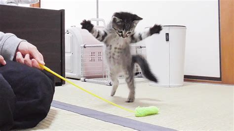 初めて見たねこじゃらしに、個性的な反応で飛びかかってくる子猫 Youtube