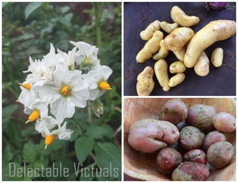 Delectable Victuals