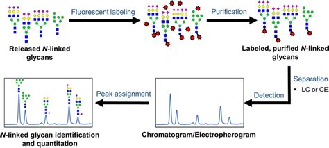Workflow For The Analysis Of Released N‐linked Glycans Via Download Scientific Diagram