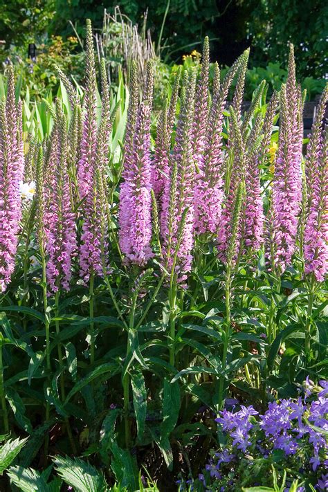 Pink Eveline Speedwell Veronica Lonolia Dutchgrown™ Uk