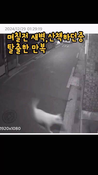 산책도중 탈출해버린 강아지의 최후 진돗개 Youtube