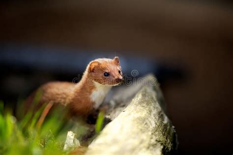 A Small Weasel Stock Image Image Of Outdoor Carnivore 18132521