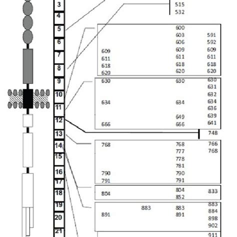 It Shows The Ret Receptor The Gene With Its Exons And The Most Common